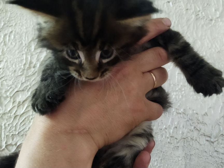 Котята мейкун полидакт