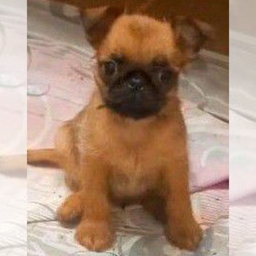 Брюссельский гриффон