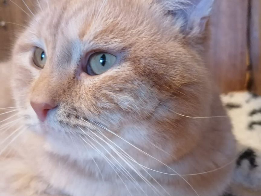 Кошка