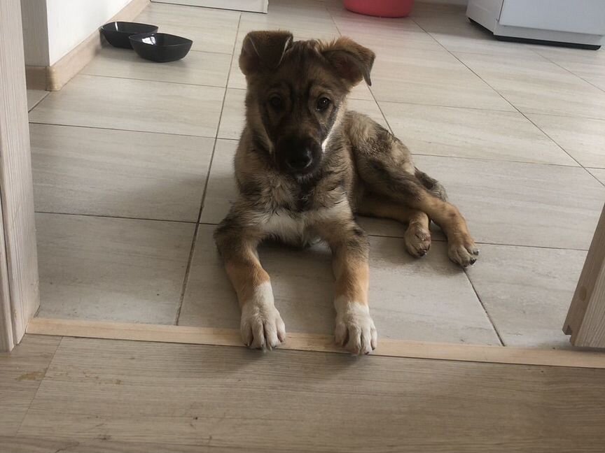 Собака в добрые руки щенок