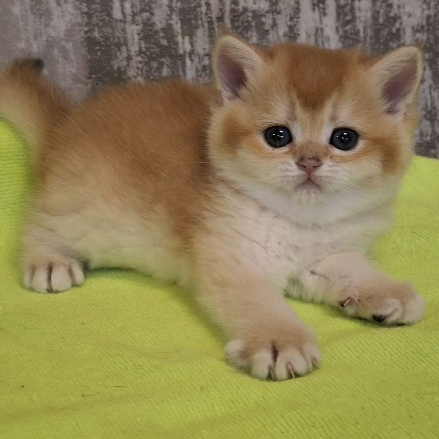 Шотландский прямоухий короткошёрстный котёнок