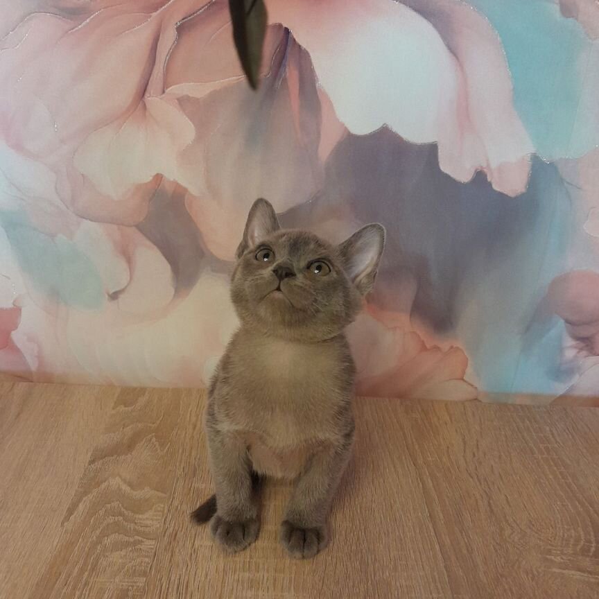Бурманские котята