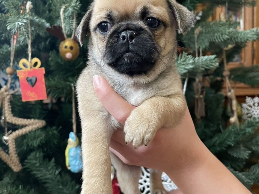 Мопс девочка