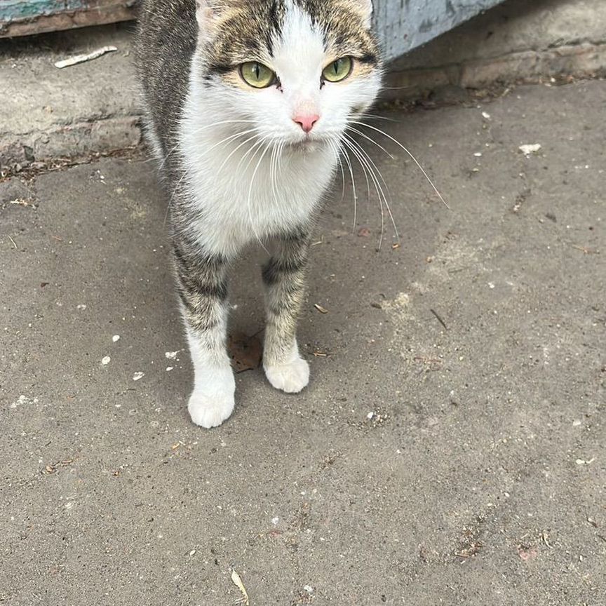 Кошка Лиза