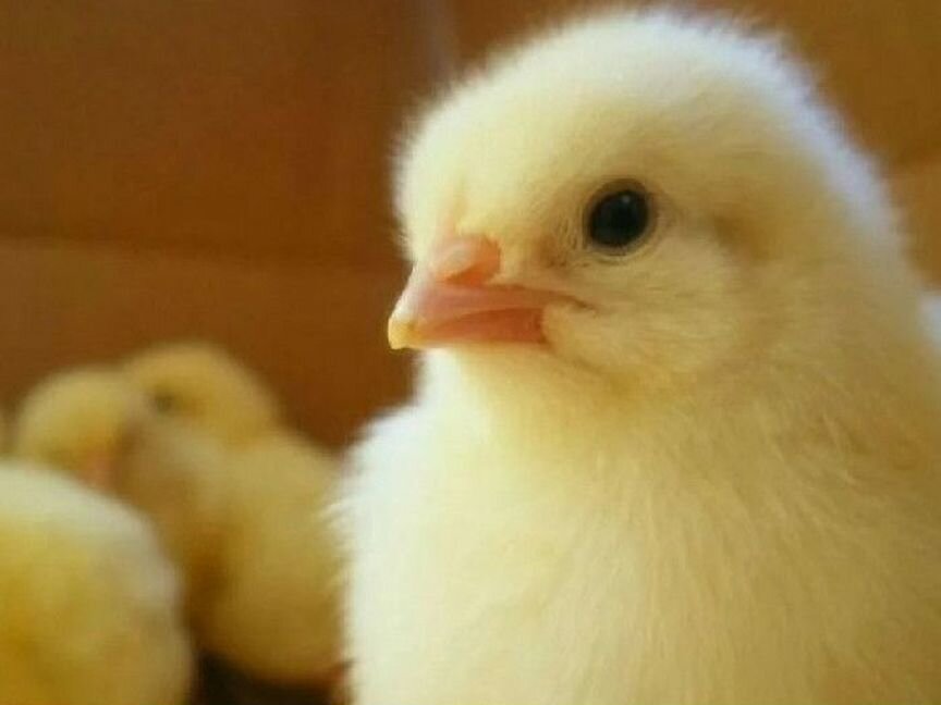 Цыплята бройлеры кобб 500