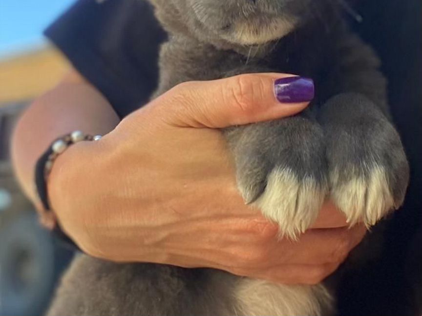 Щенок девочка