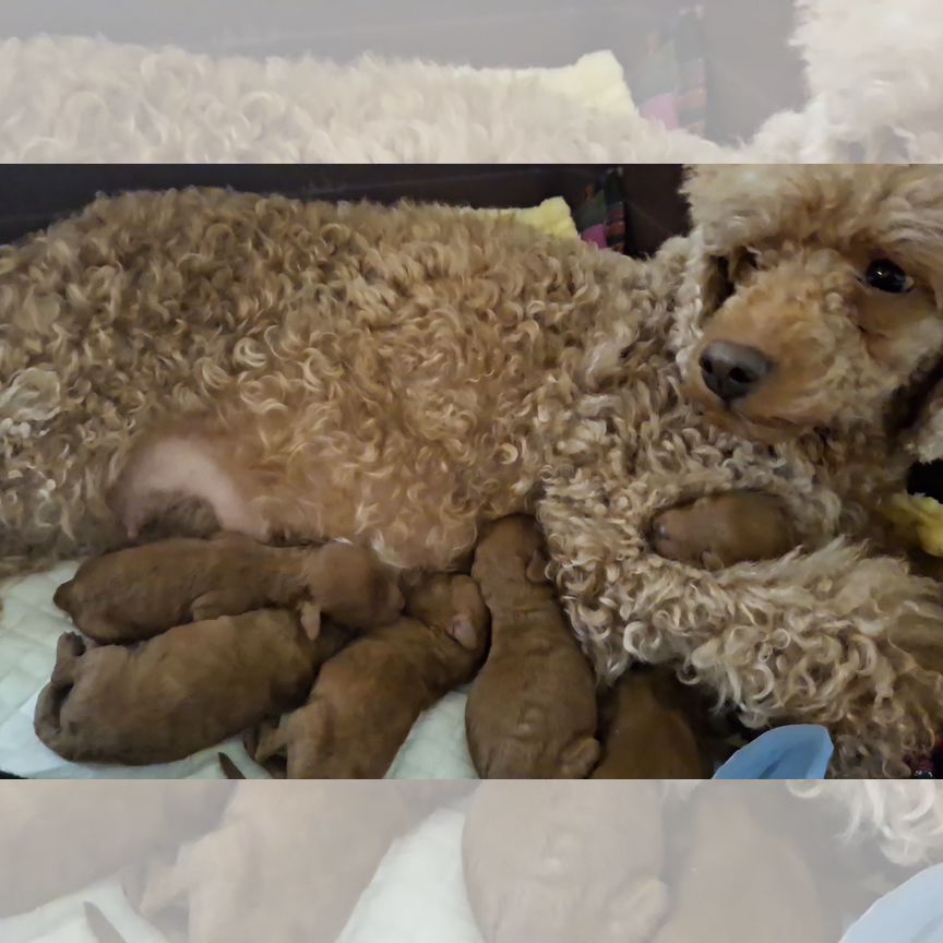 Пудель, щенок