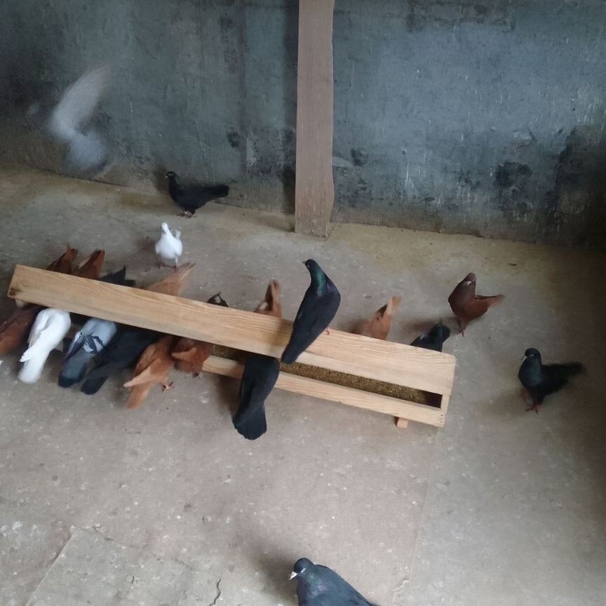 Голуби пермские гривуны