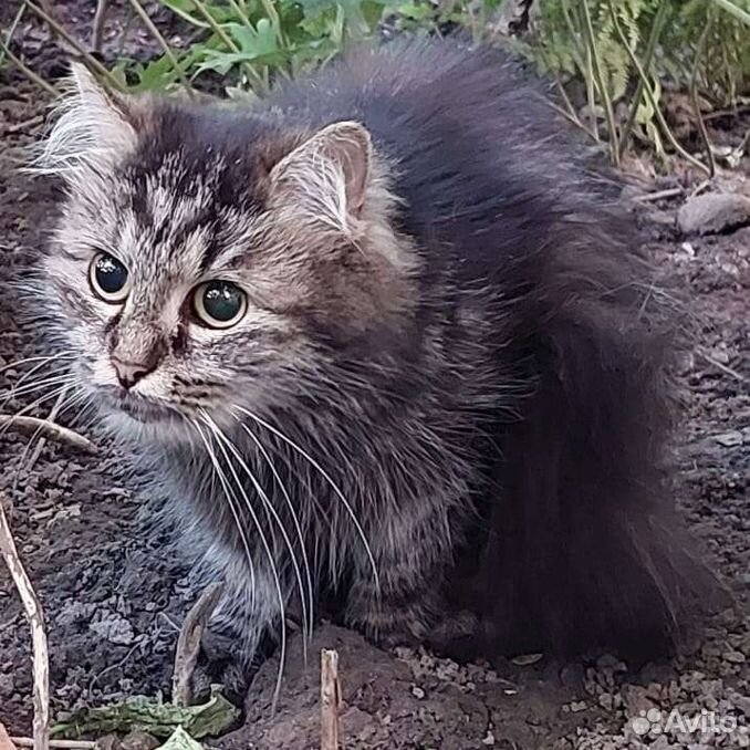 Котейка в беде - ищем добрые ручки