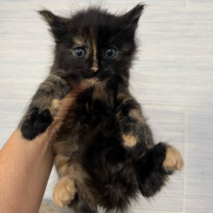 Котенок чудо малышка