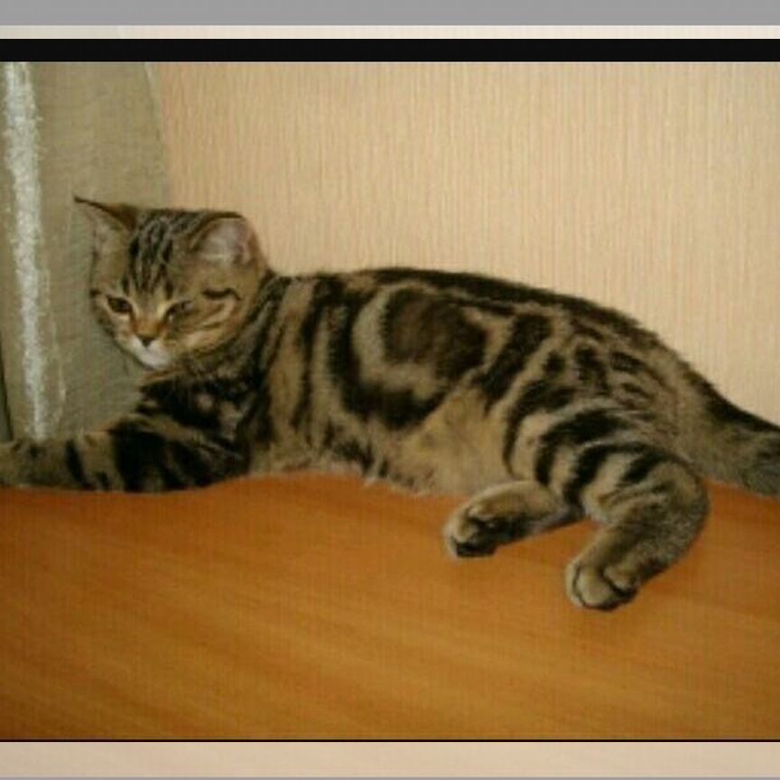 Британская кошечка