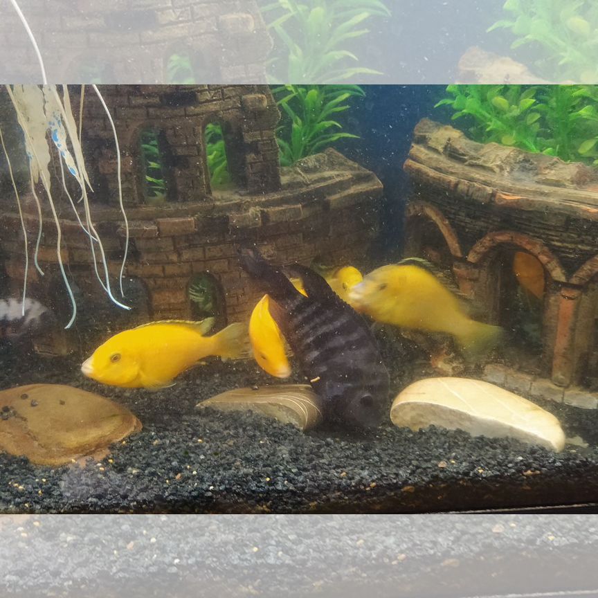 Аквариумные рыбки Лaбидохpoмис Eллоу