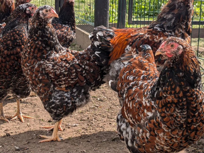 Семья кур виандот толбунт