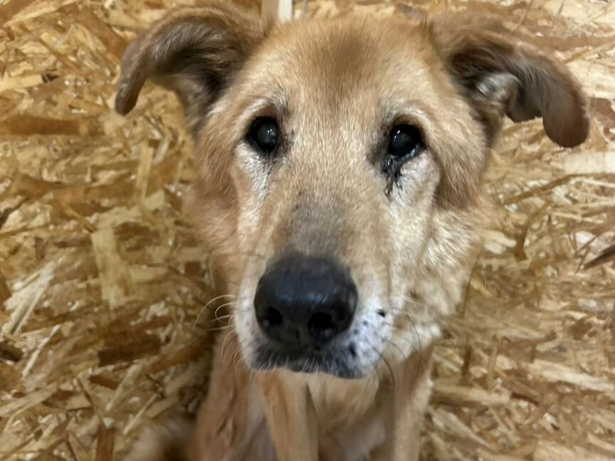 Старик из приюта Некрасовка
