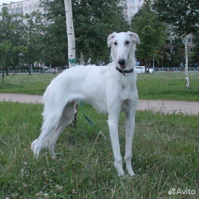 Белый мальчик русской борзой