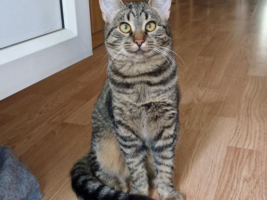 Кошка табби в добрые руки