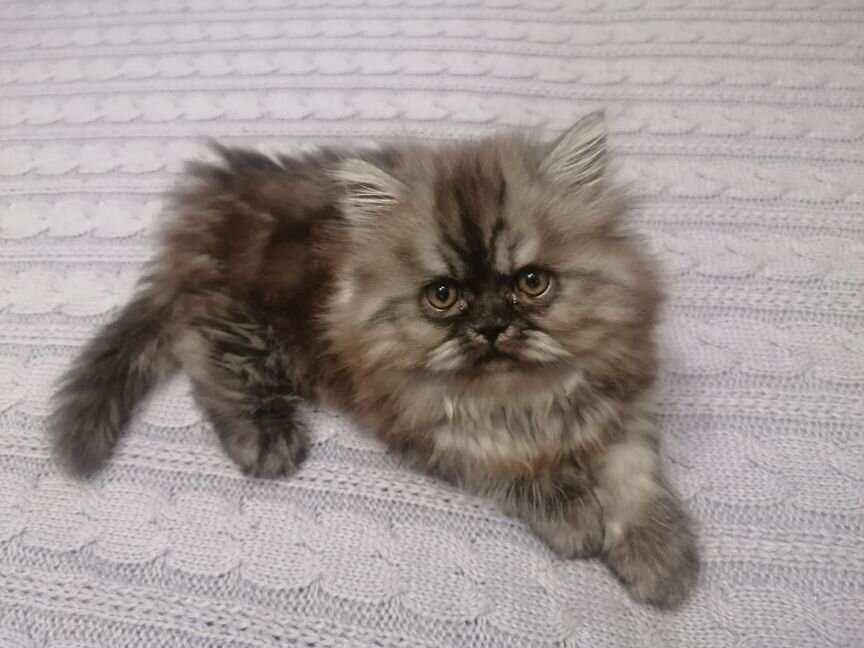 Персидская