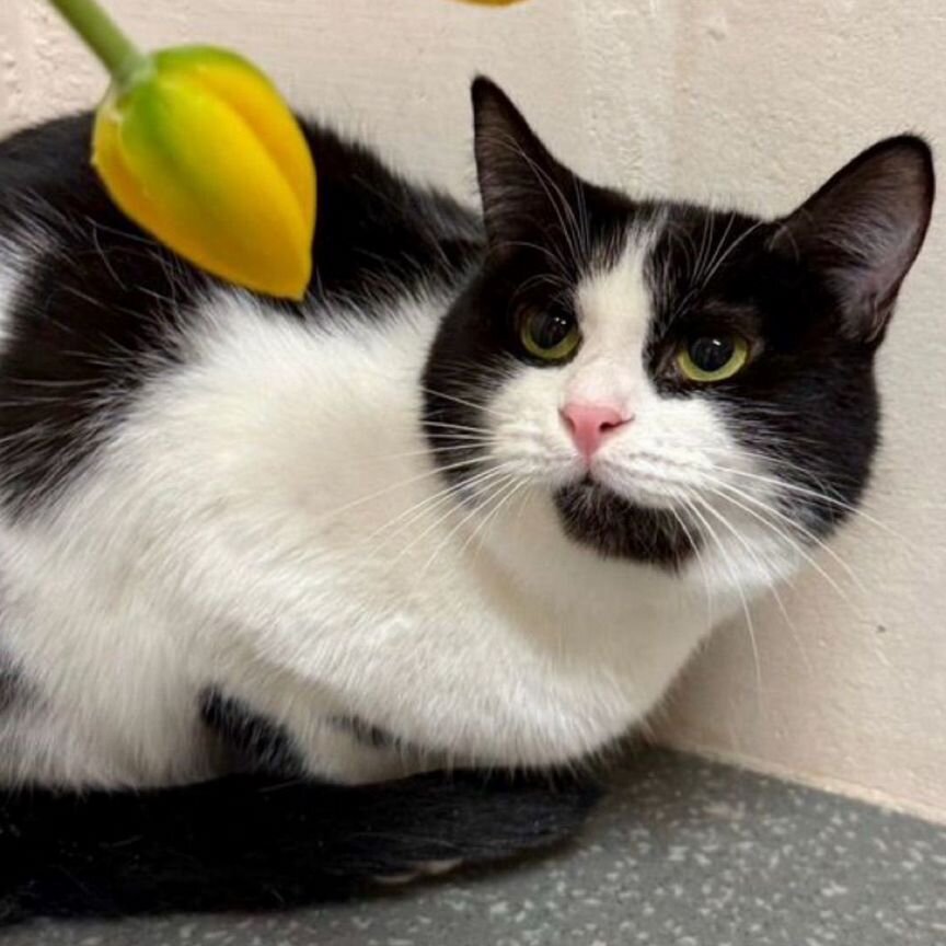 Скромная Сара 1.5г