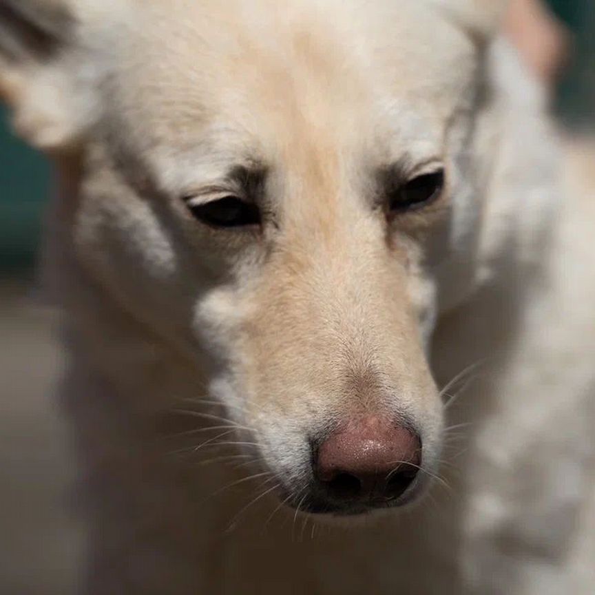 Собака скучает без человека