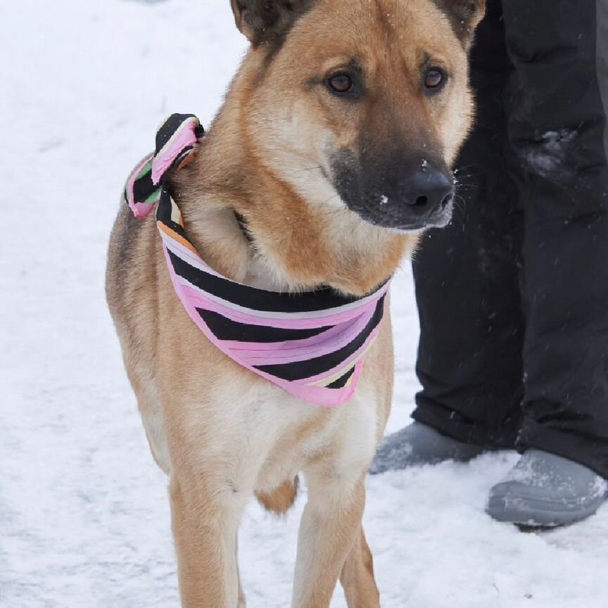 Боне нужен друг