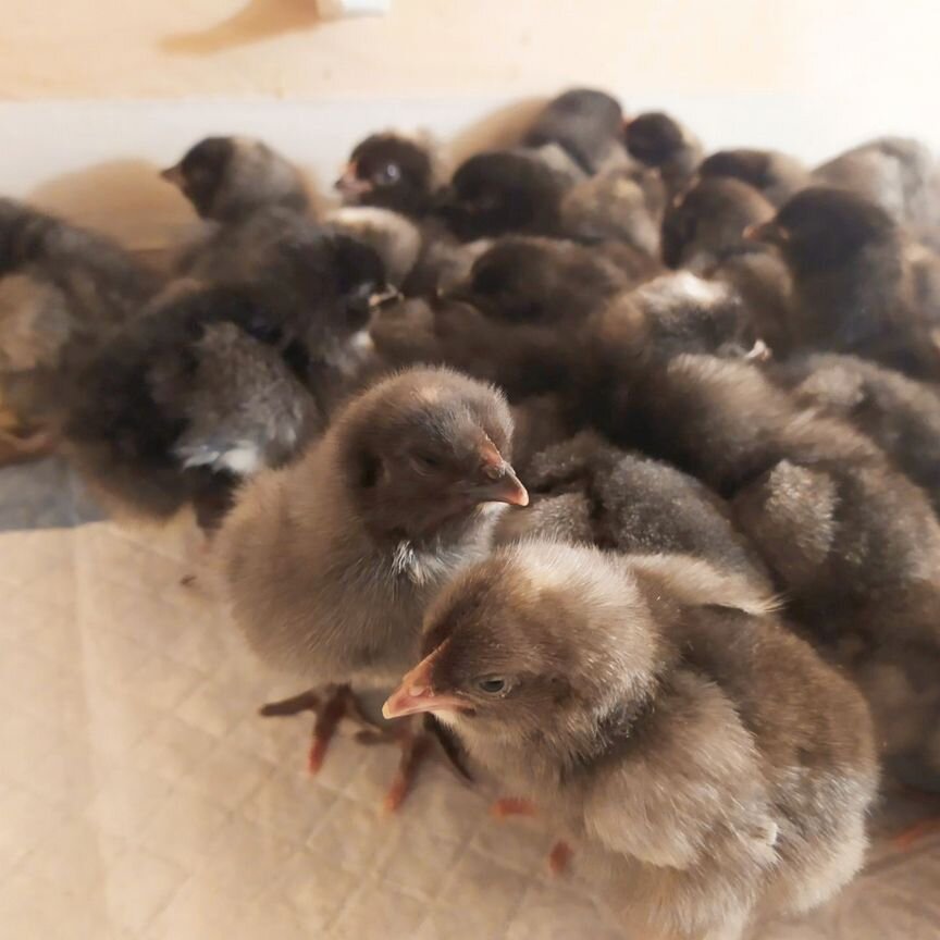 Цыплята суточные