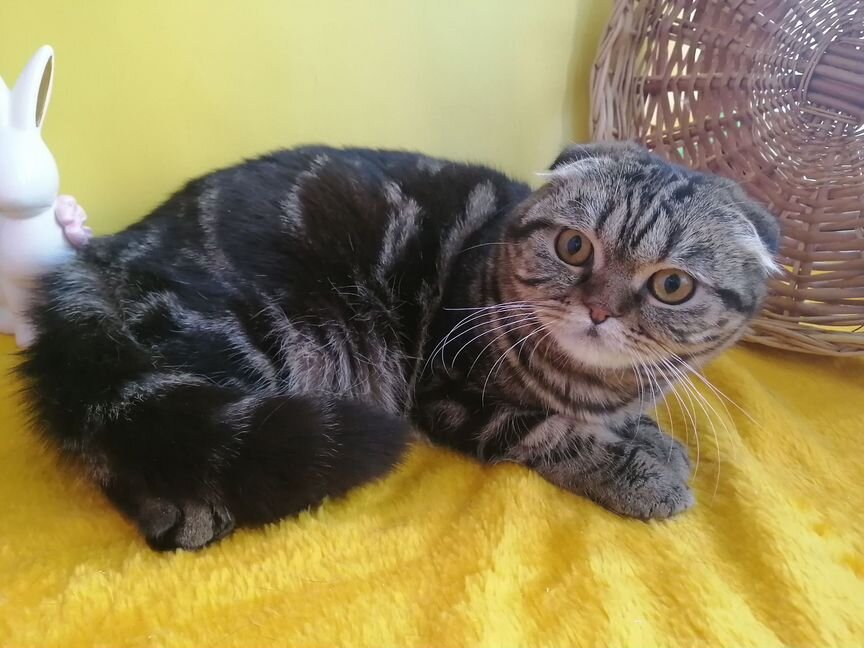 Шотландский мраморный мальчик