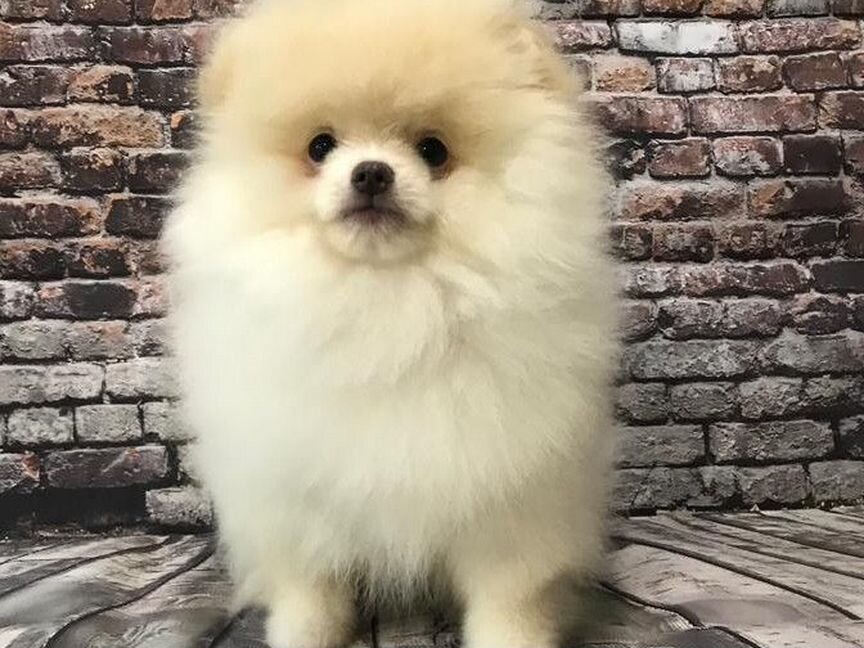 Померанский шпиц мини