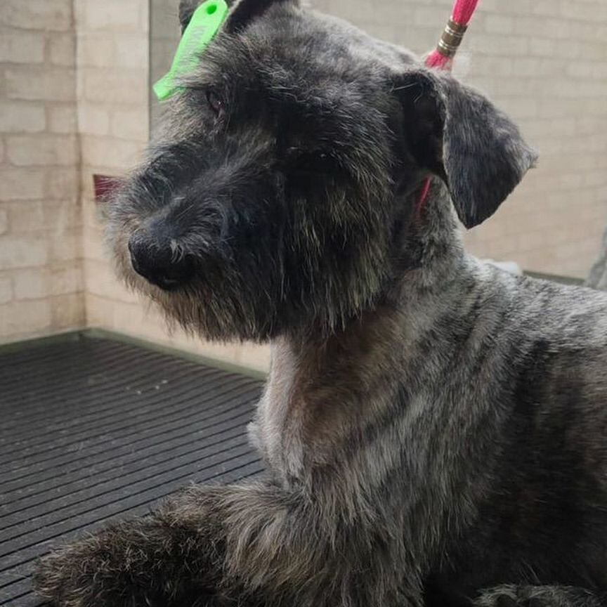 Маленькая собака Маня типаж цвергшнауцер 7кг в дар