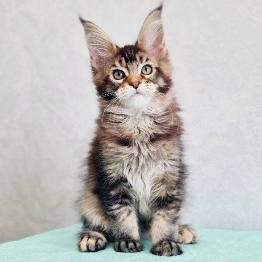 Мейн-кун котёнок