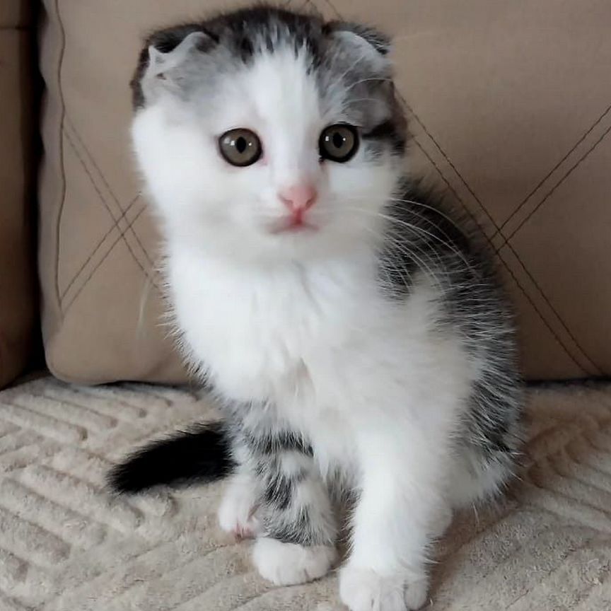 Шотландские котята
