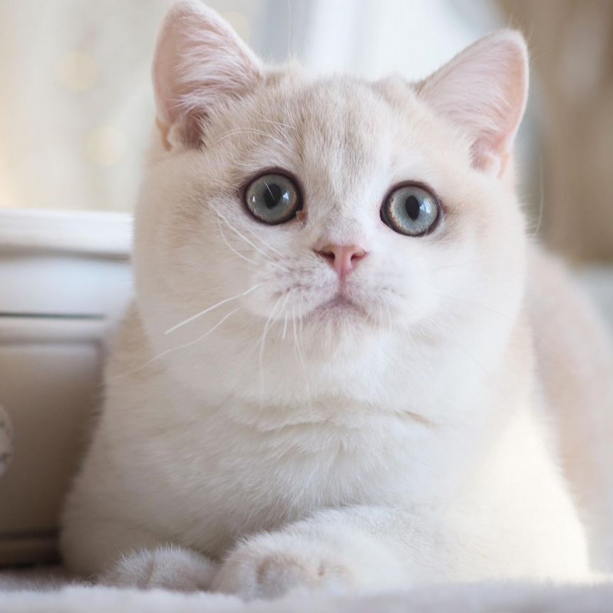 Британский короткошёрстный котёнок