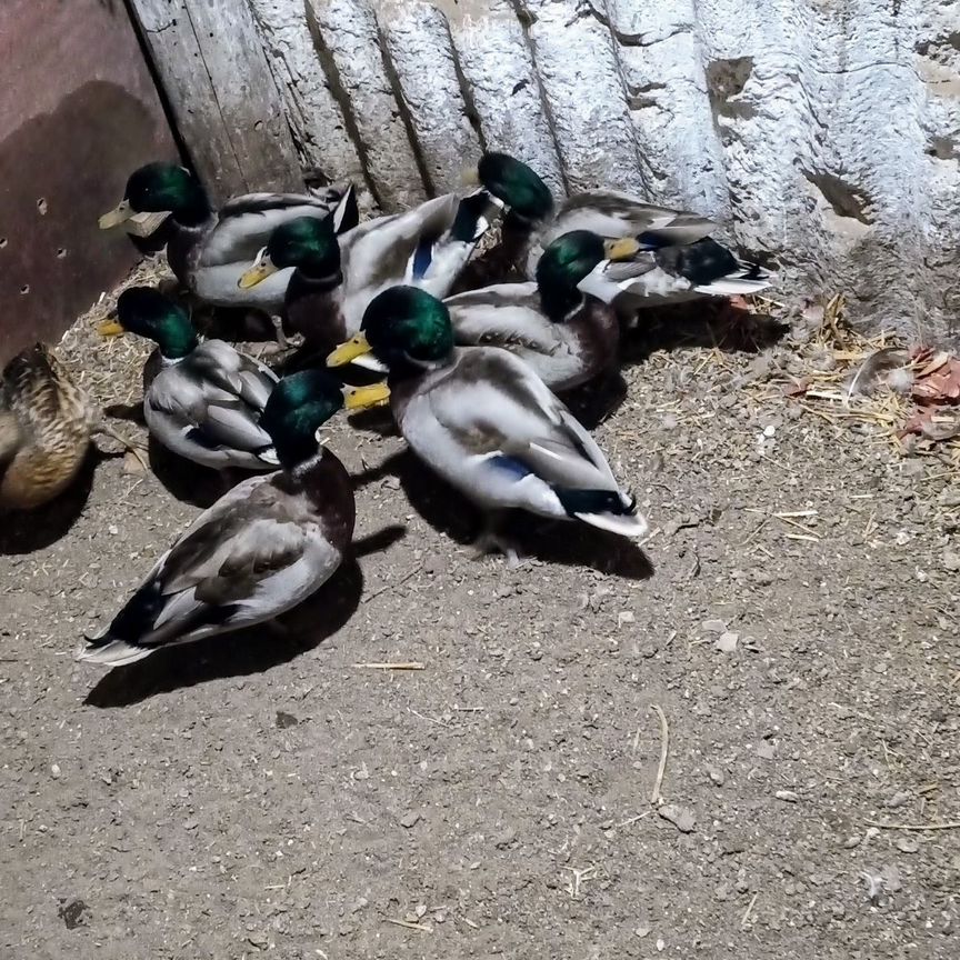 Дикие утята