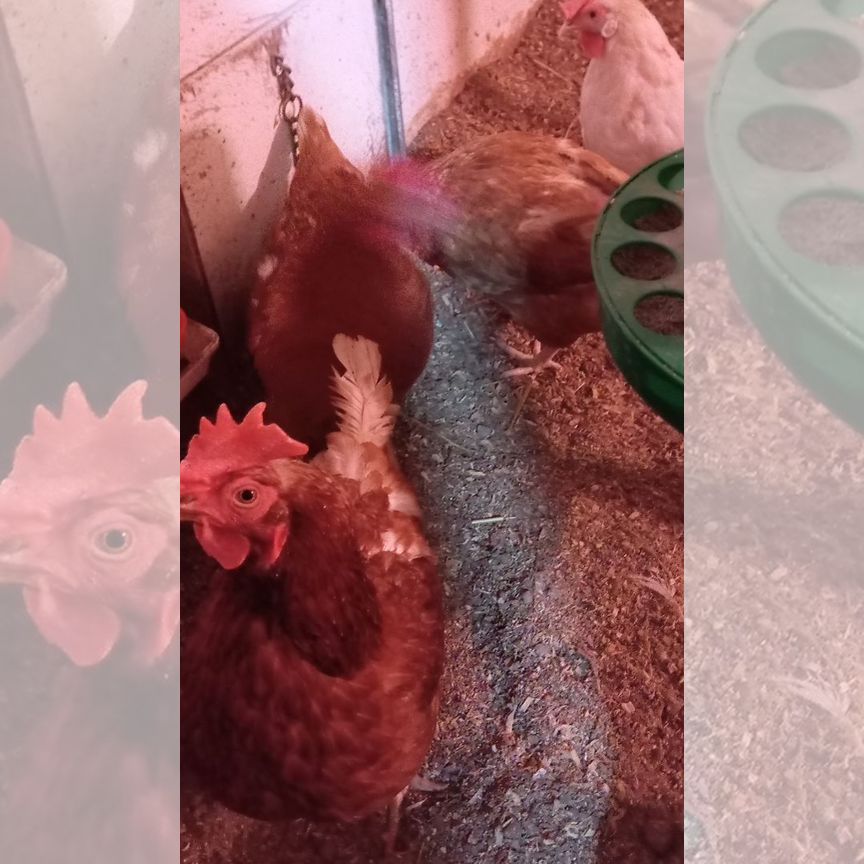 Куры несушки