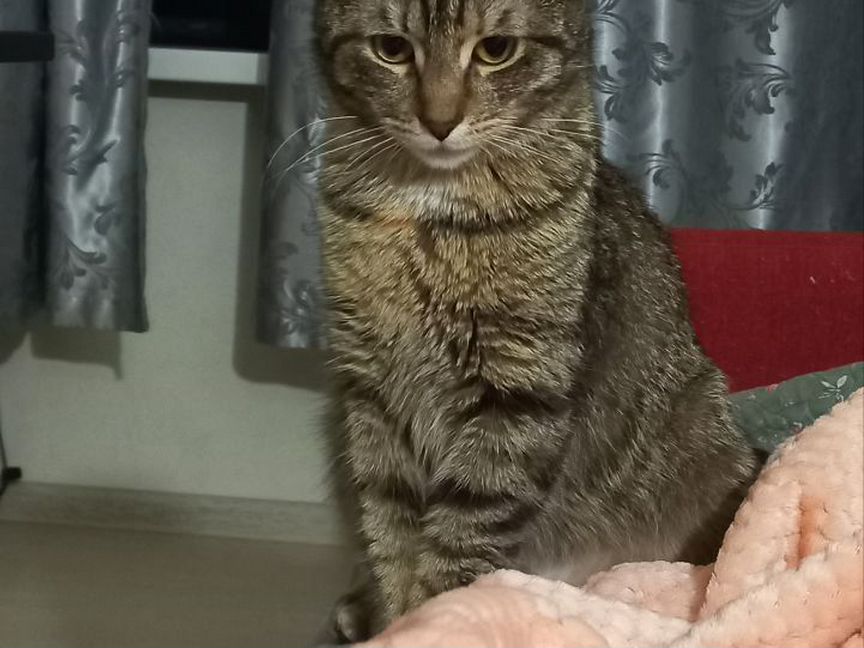 Кошка малышка