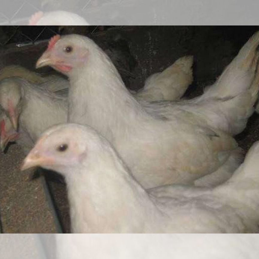 Продажа кур несушек, молодок