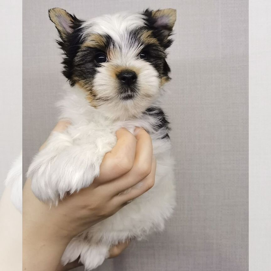 Бивер-йоркширский терьер, щенок