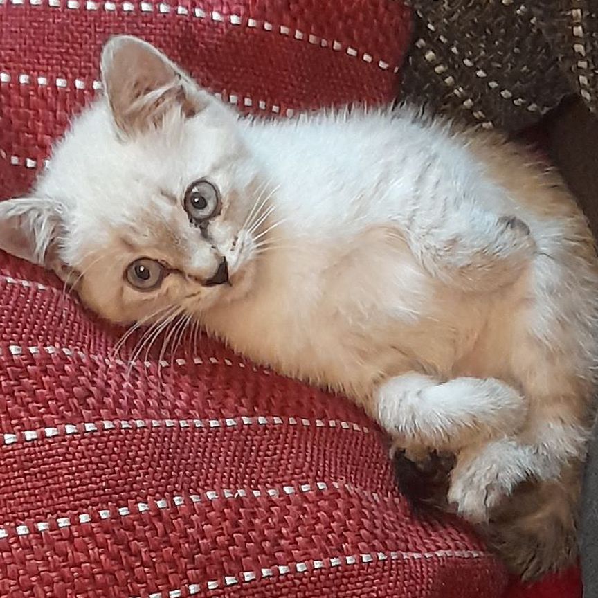 Тайские котята