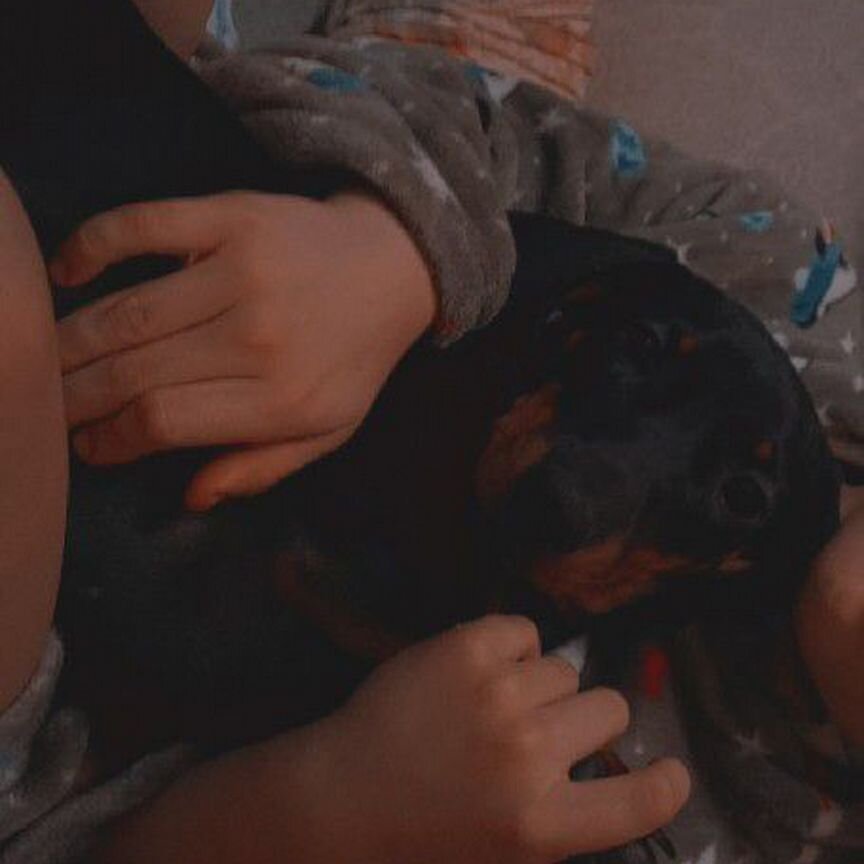 Продам таксу