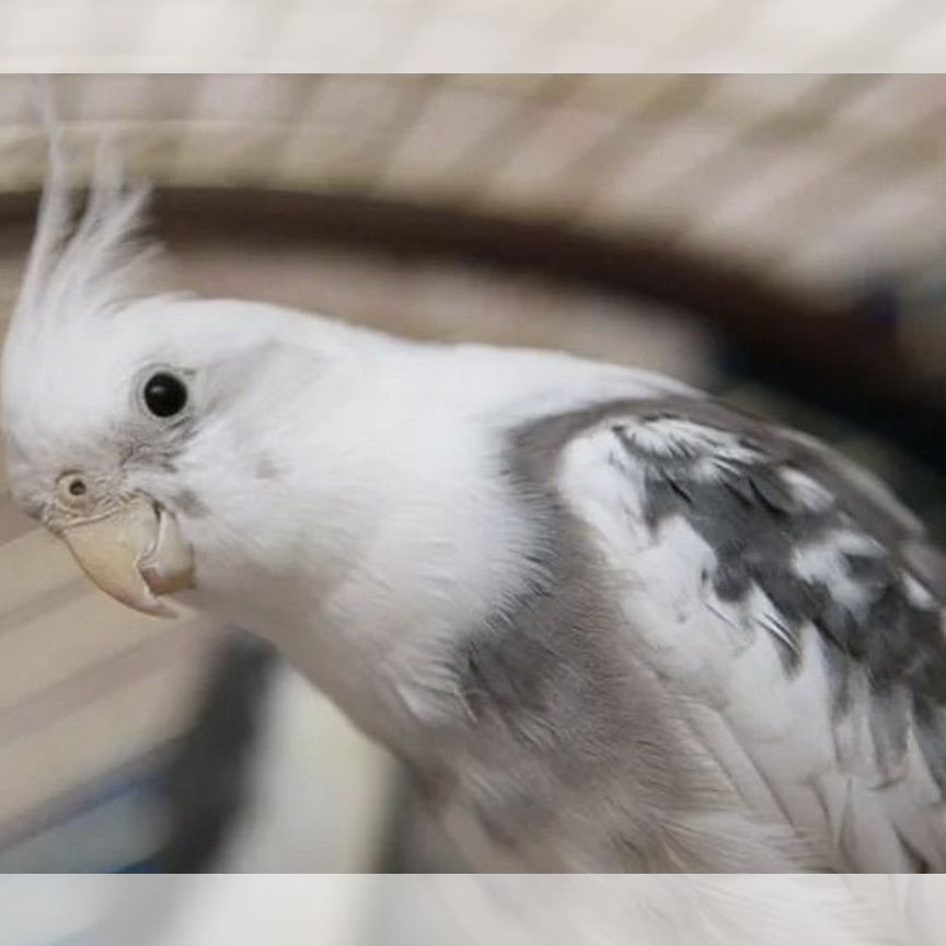 Самец безщекий