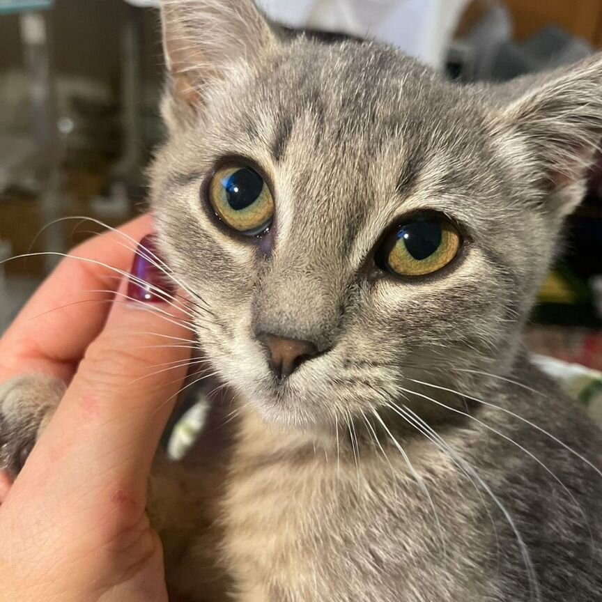 Милый котёнок, девочка, в добрые ручки