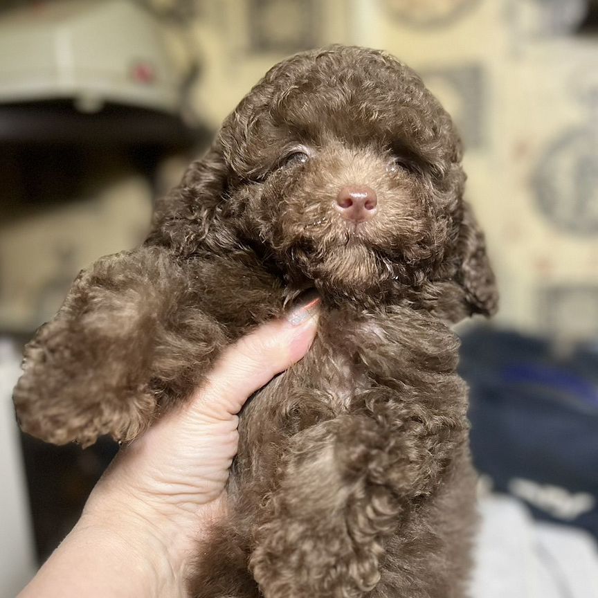 Той-пудель девочка лиловая