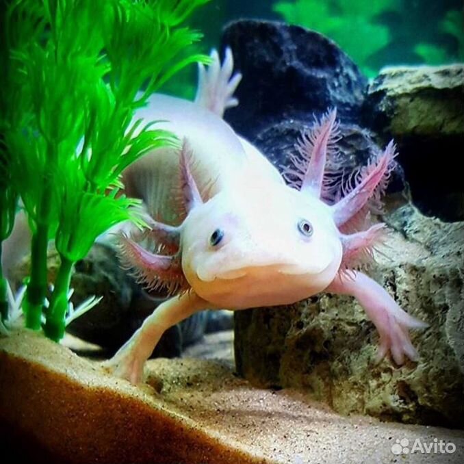 Аксолотль розовый