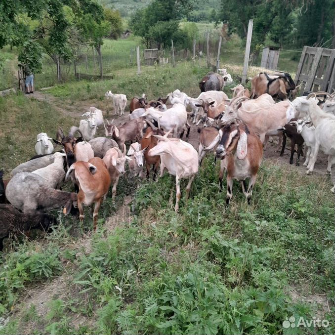 Козы, барашки