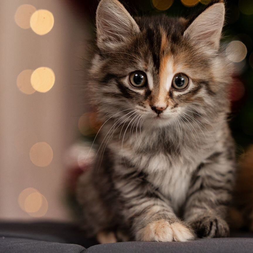 Котёнок от частного владельца