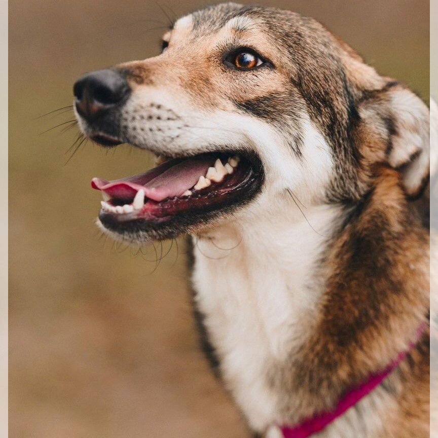 Верный друг в поисках семьи