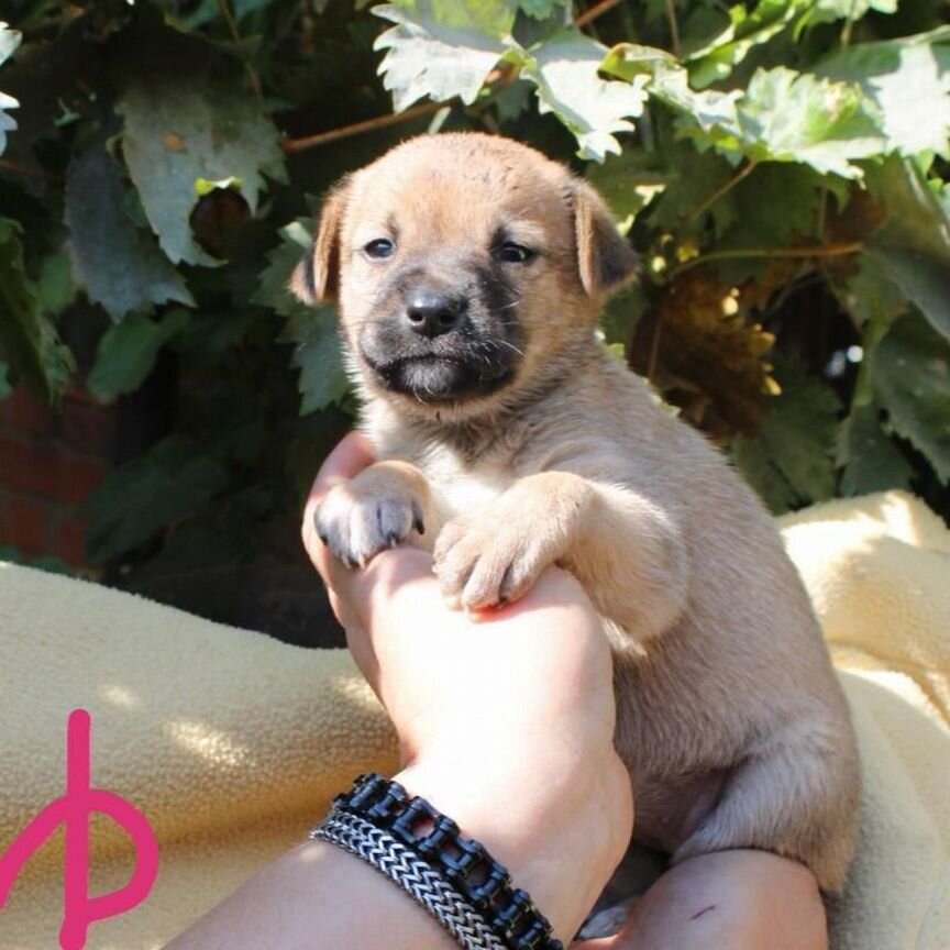 Щенки в добрые руки