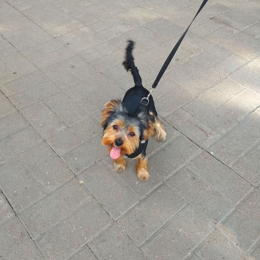 Йоркширский терьер