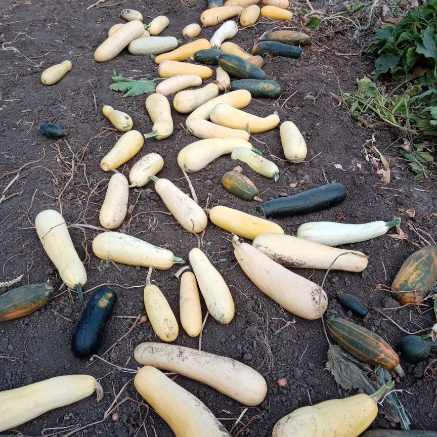 Кабачки на корм животным