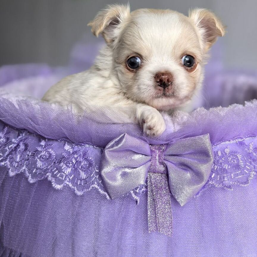 Чихуахуа, щенок