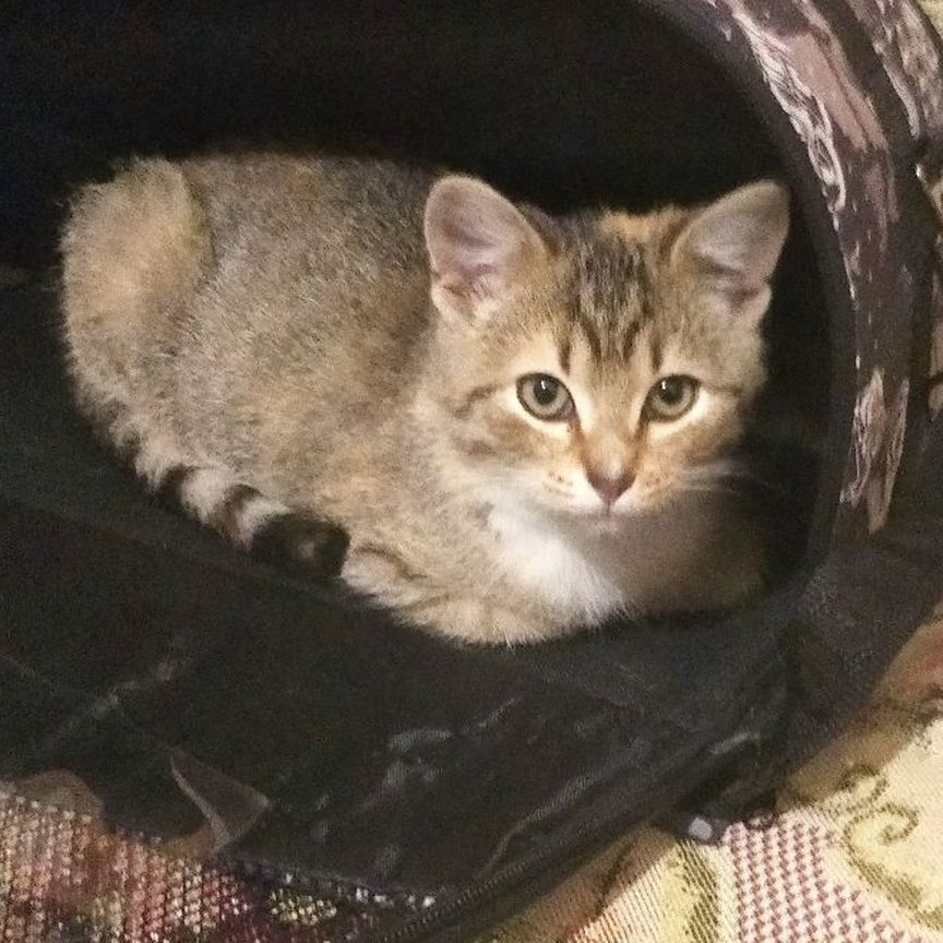Трехцветный котенок девочка